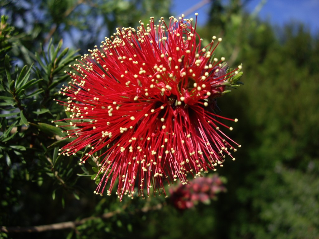 Kunzea baxteri - Scarlet Kunzea