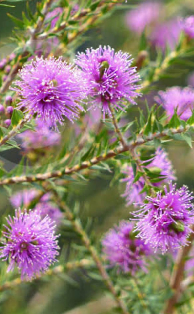 Melaleuca squamea