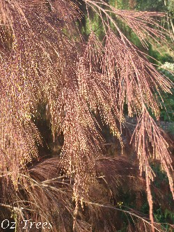 Allocasuarina torulosa