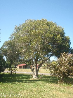 Melaleuca hypericifolia - Hillock Bush - Oz Trees - Native Plant Nursery