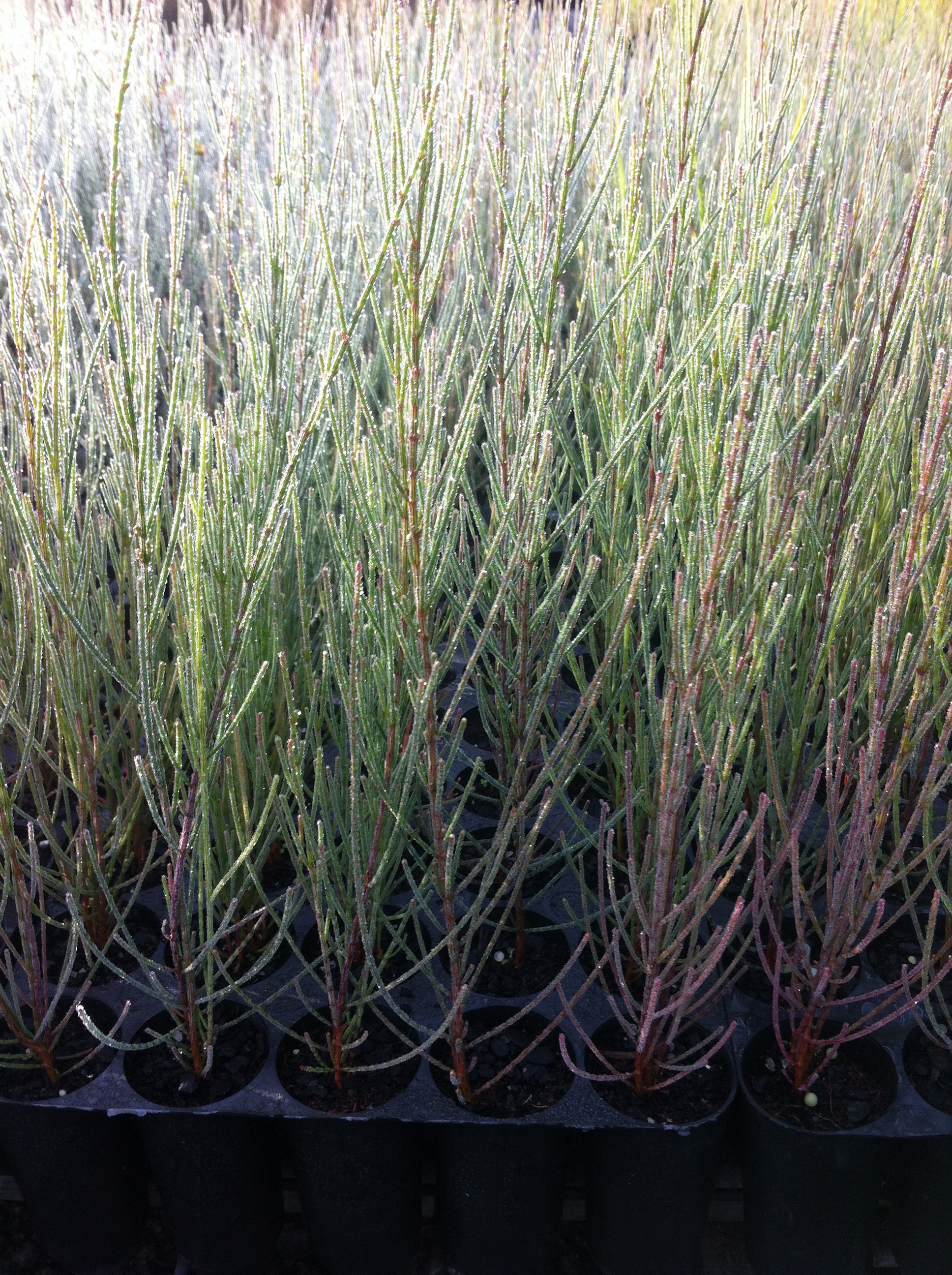 Casuarina glauca - Swamp Sheoak - Oz Trees