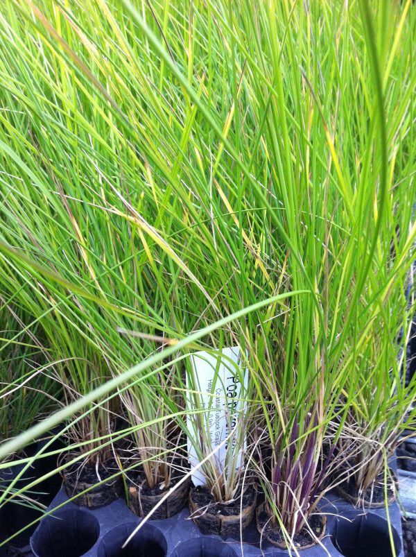 Poa poiformis - Oz Trees