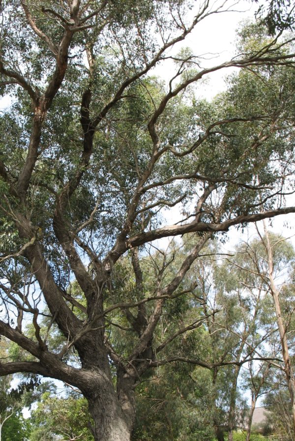 Eucalyptus yarraensis - Yarra Gum