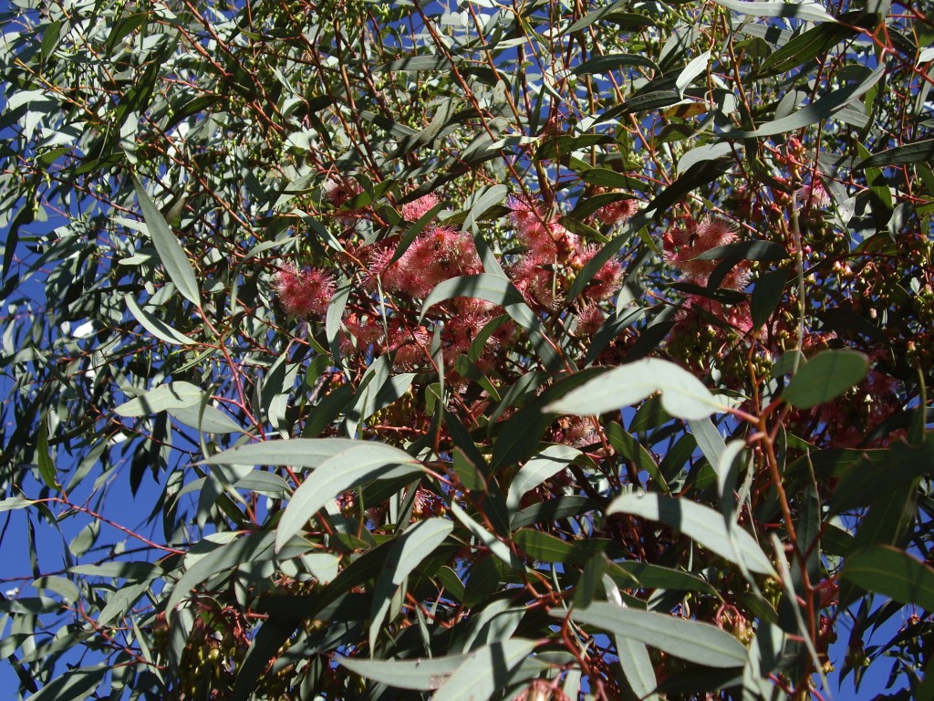Eucalyptus torquata - Coral Gum