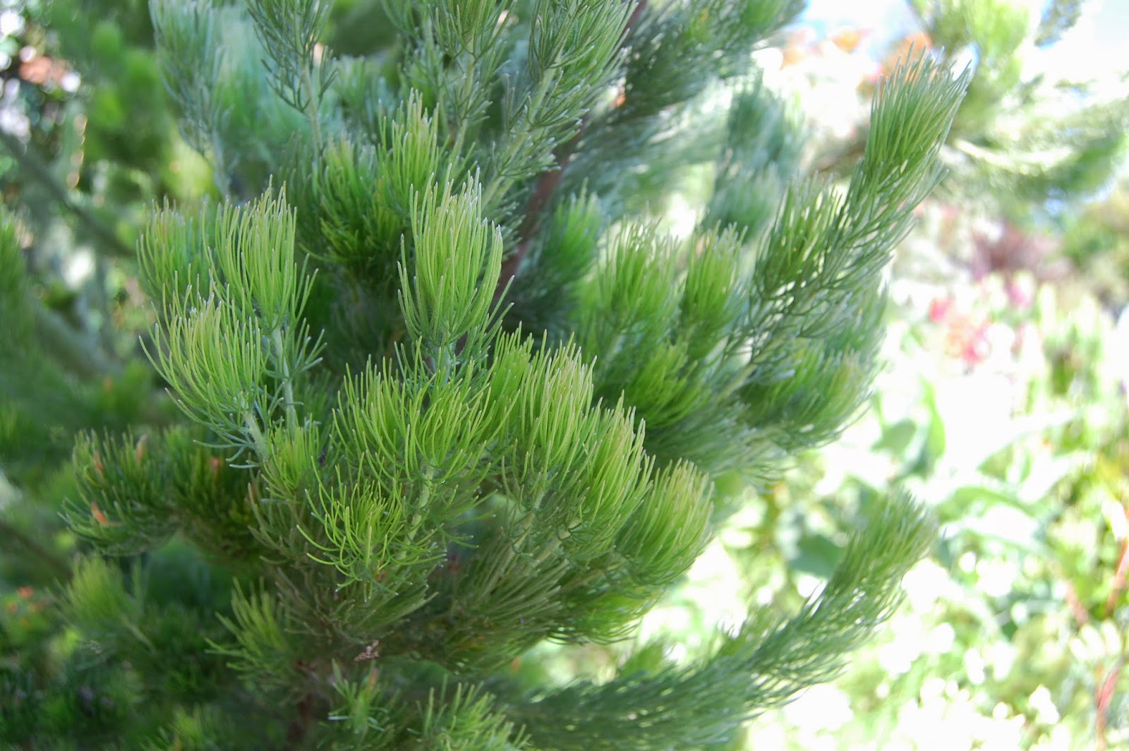Adenanthos sericeus - Woolly Bush - Oz Trees - Native Plant Nursery