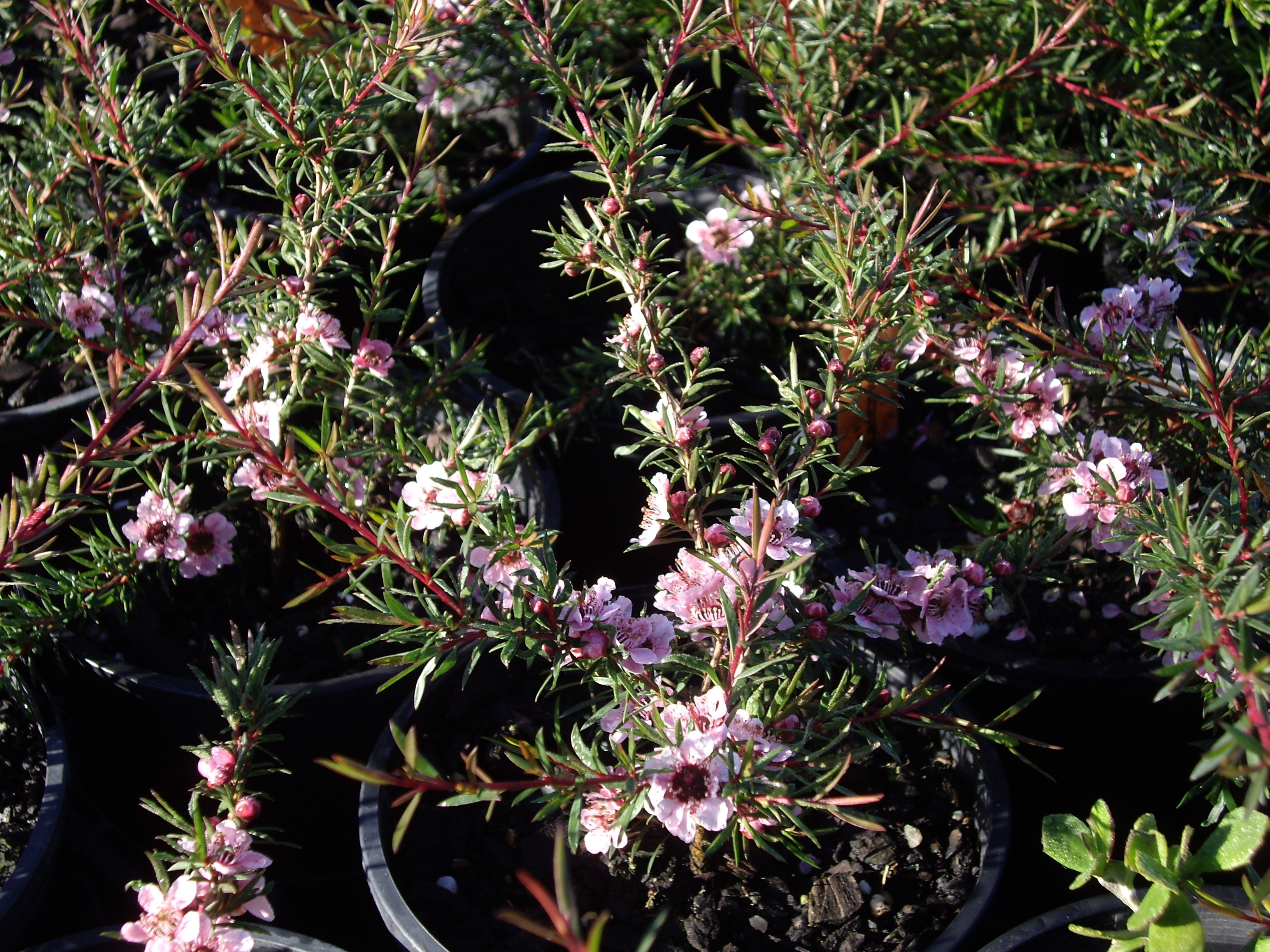 Astartea "Winter Pink" - Oz Trees - Native Plant Nursery