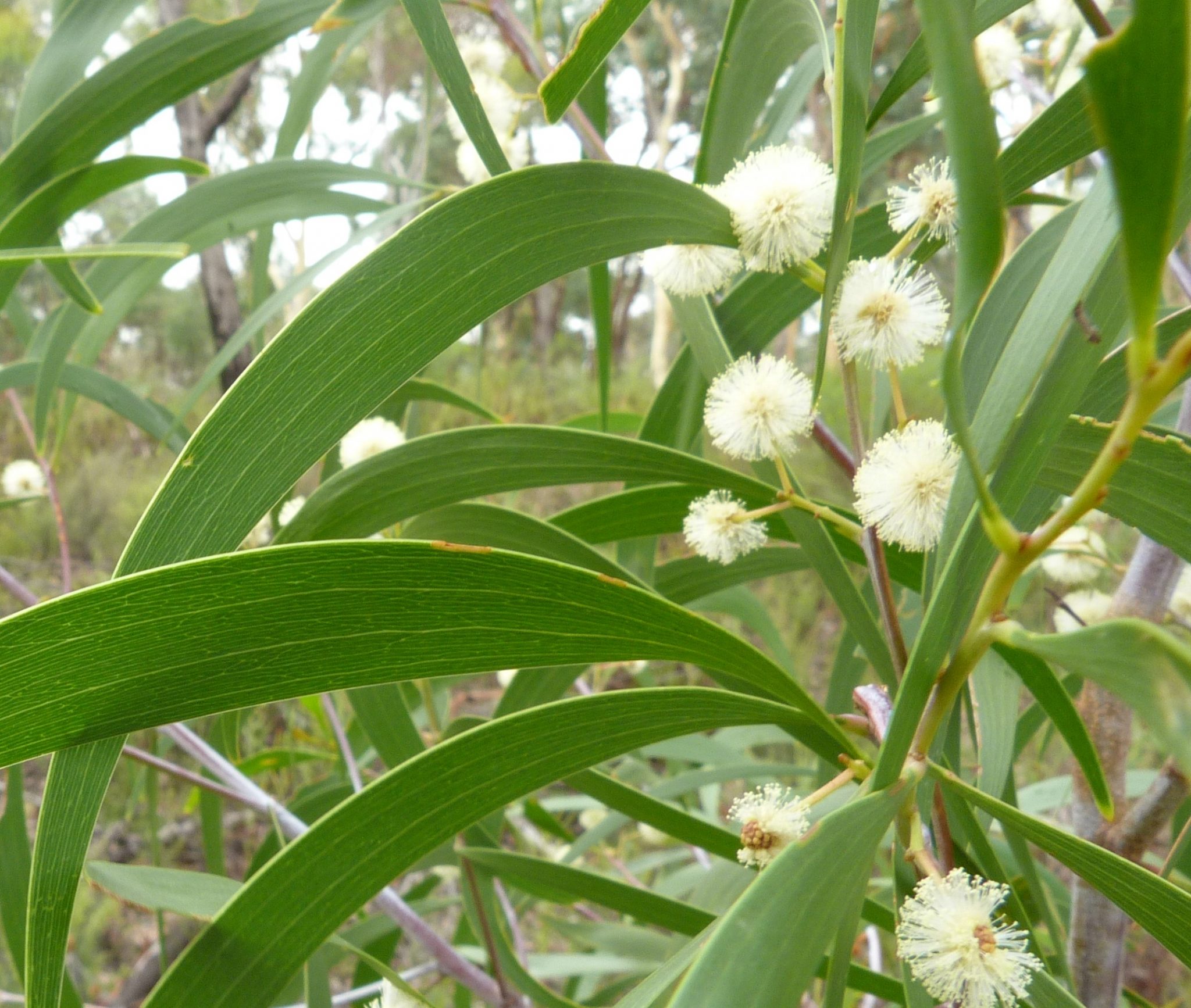 Acacia implexa