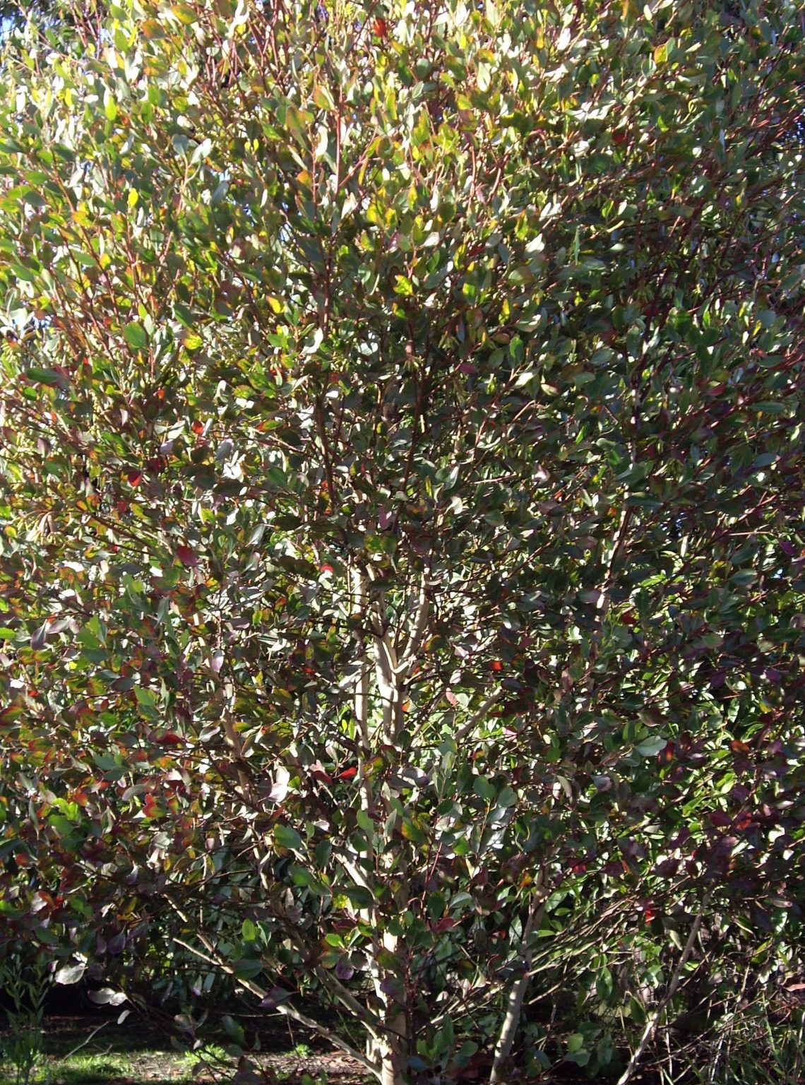 Dodonaea viscosa cuneata