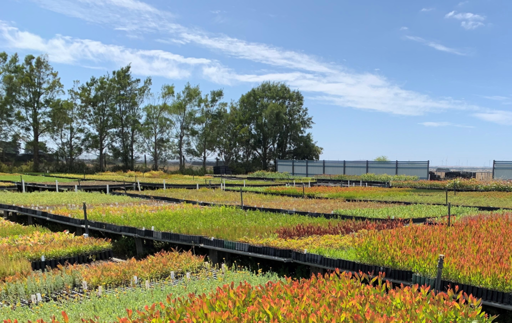 Home Page [www.oztrees.com.au]