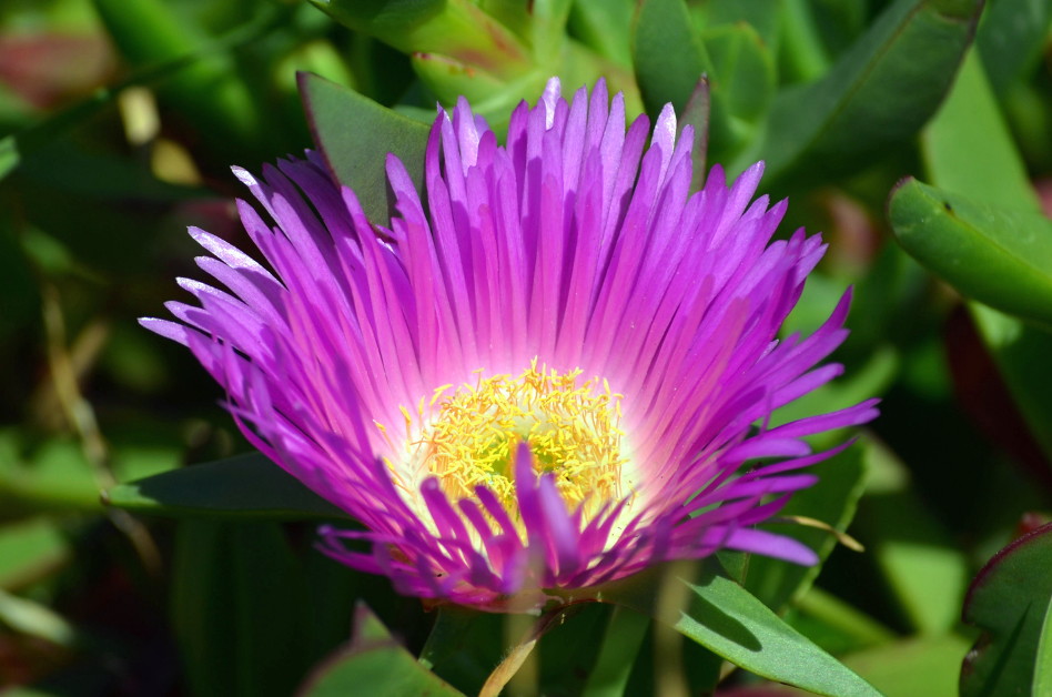 Carpobrotus rossii