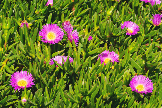 Carpobrotus modestus