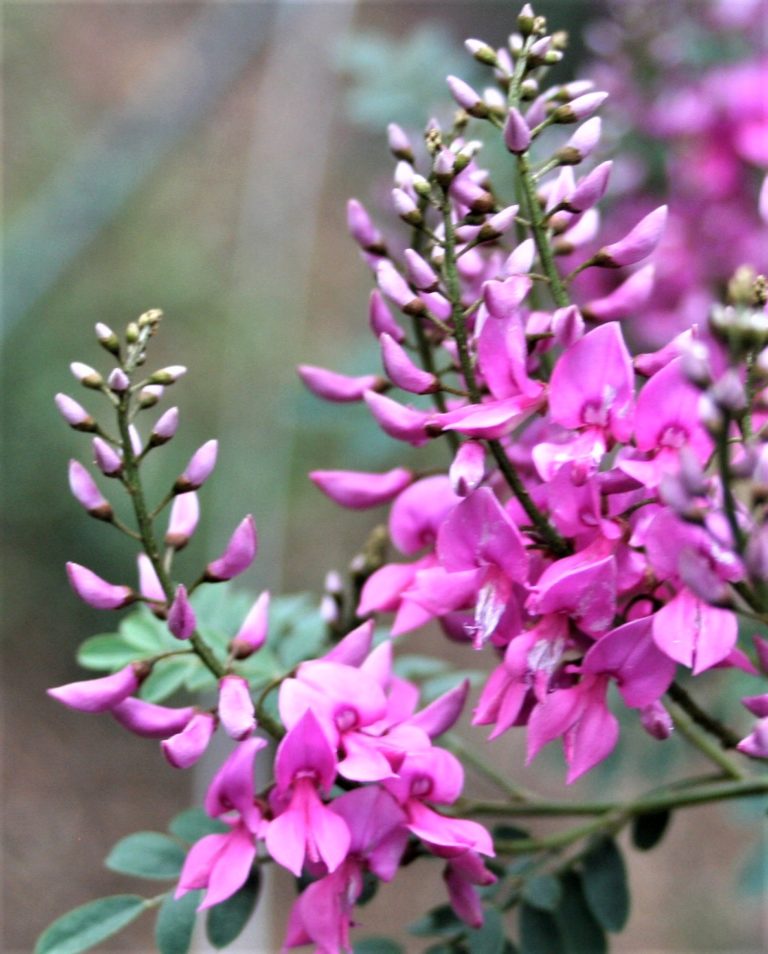 Indigofera australis
