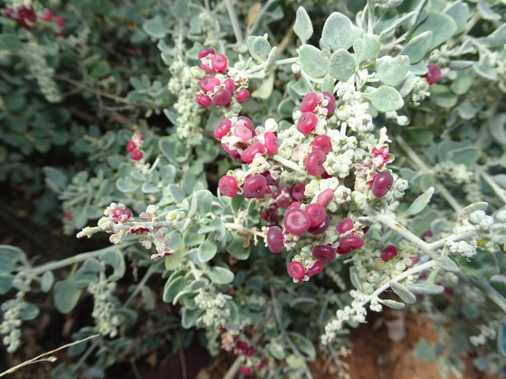 Rhagodia spinescens
