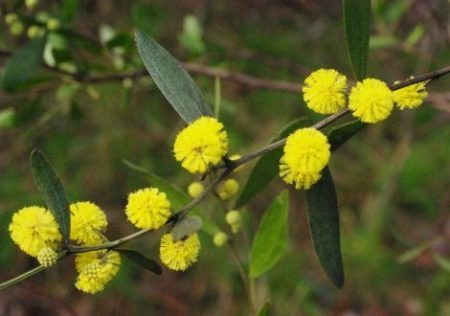 Acacia verniciflua