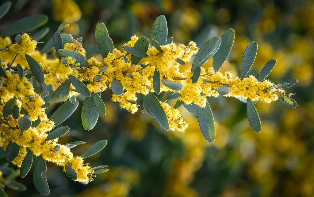 Acacia redolens
