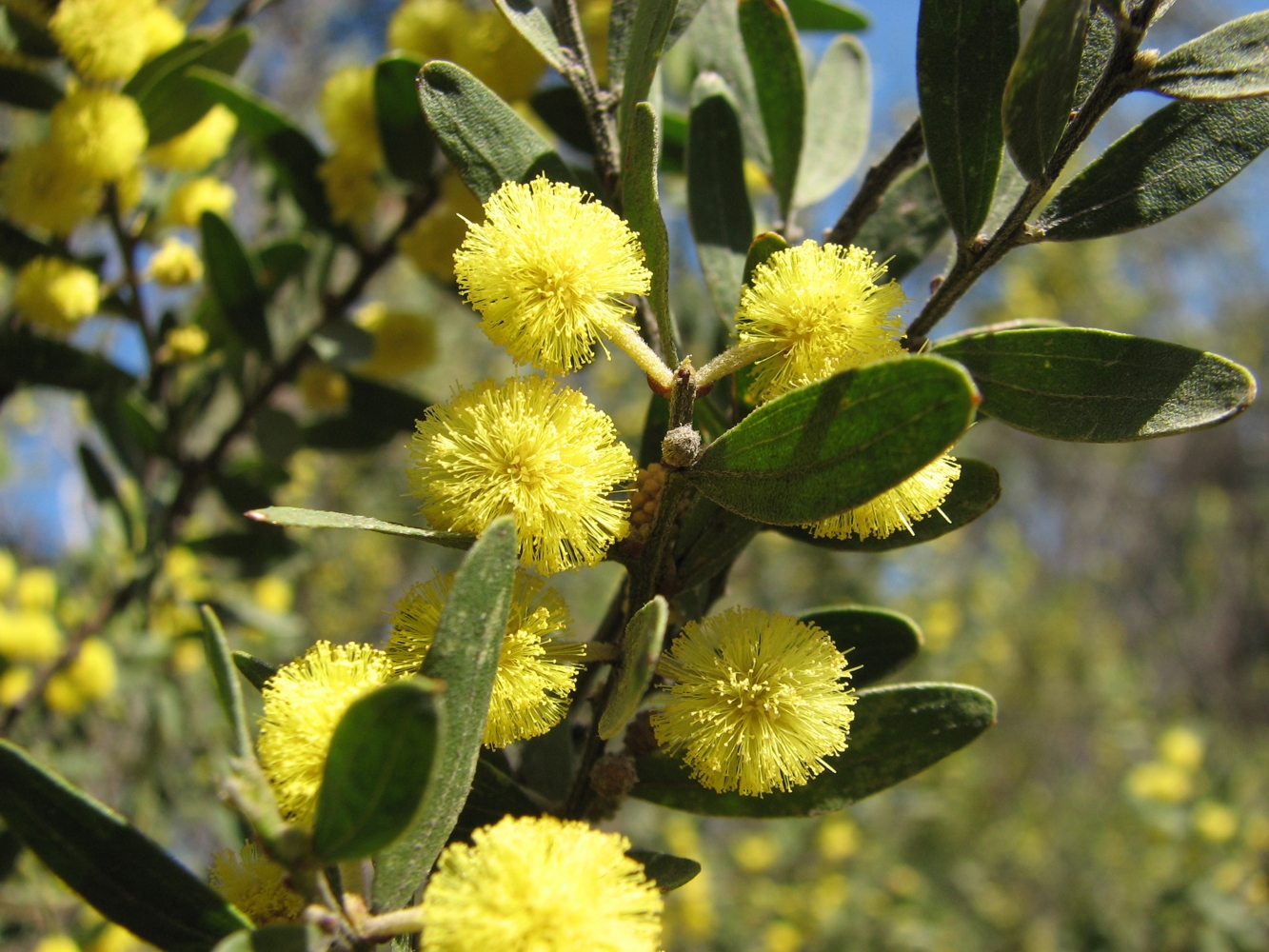 Acacia rostriformis